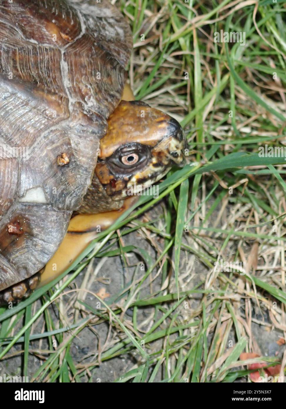 Gulf coast box turtle terrapene carolina major hi-res stock photography ...