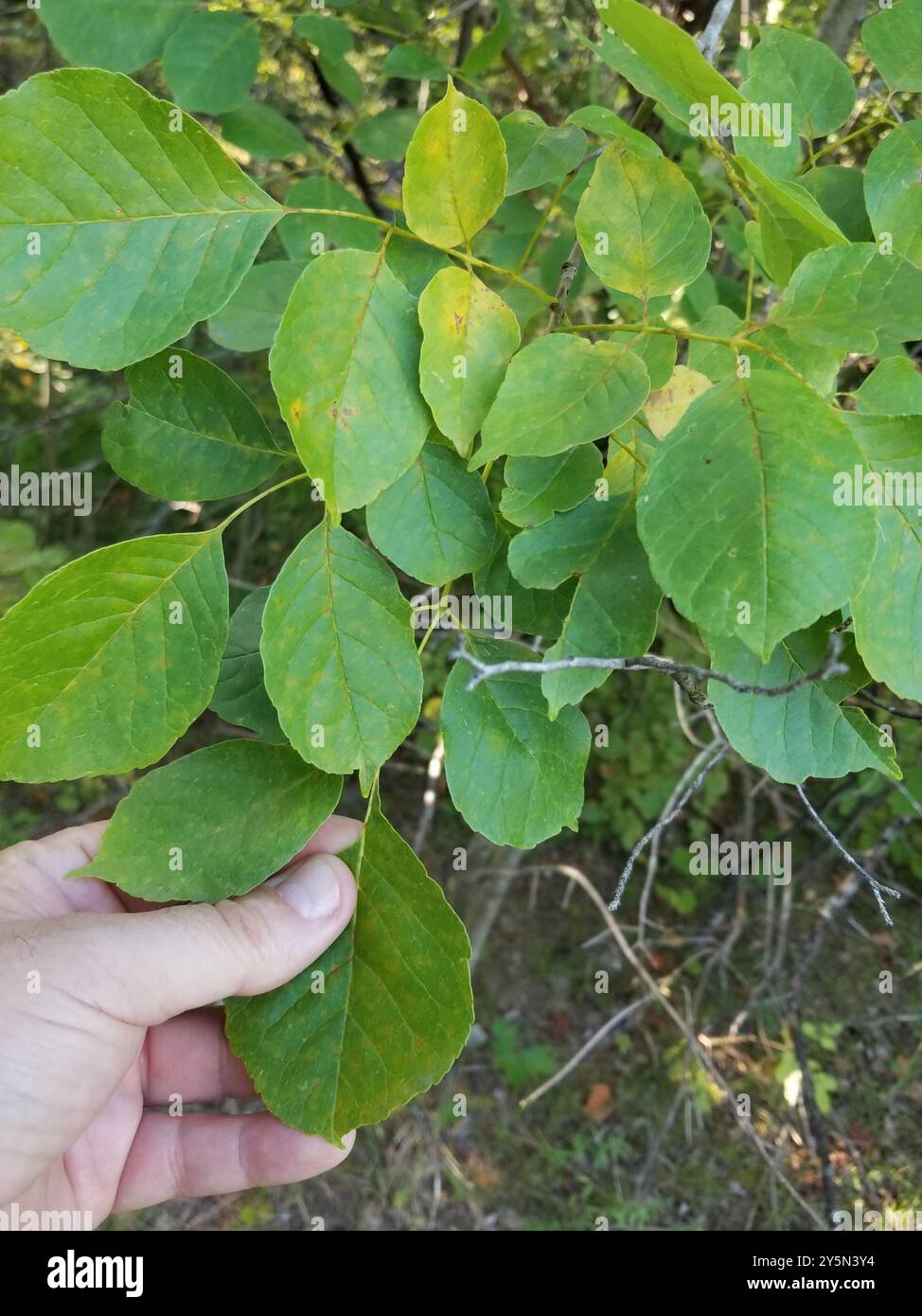Texas ash (Fraxinus albicans) Plantae Stock Photo - Alamy