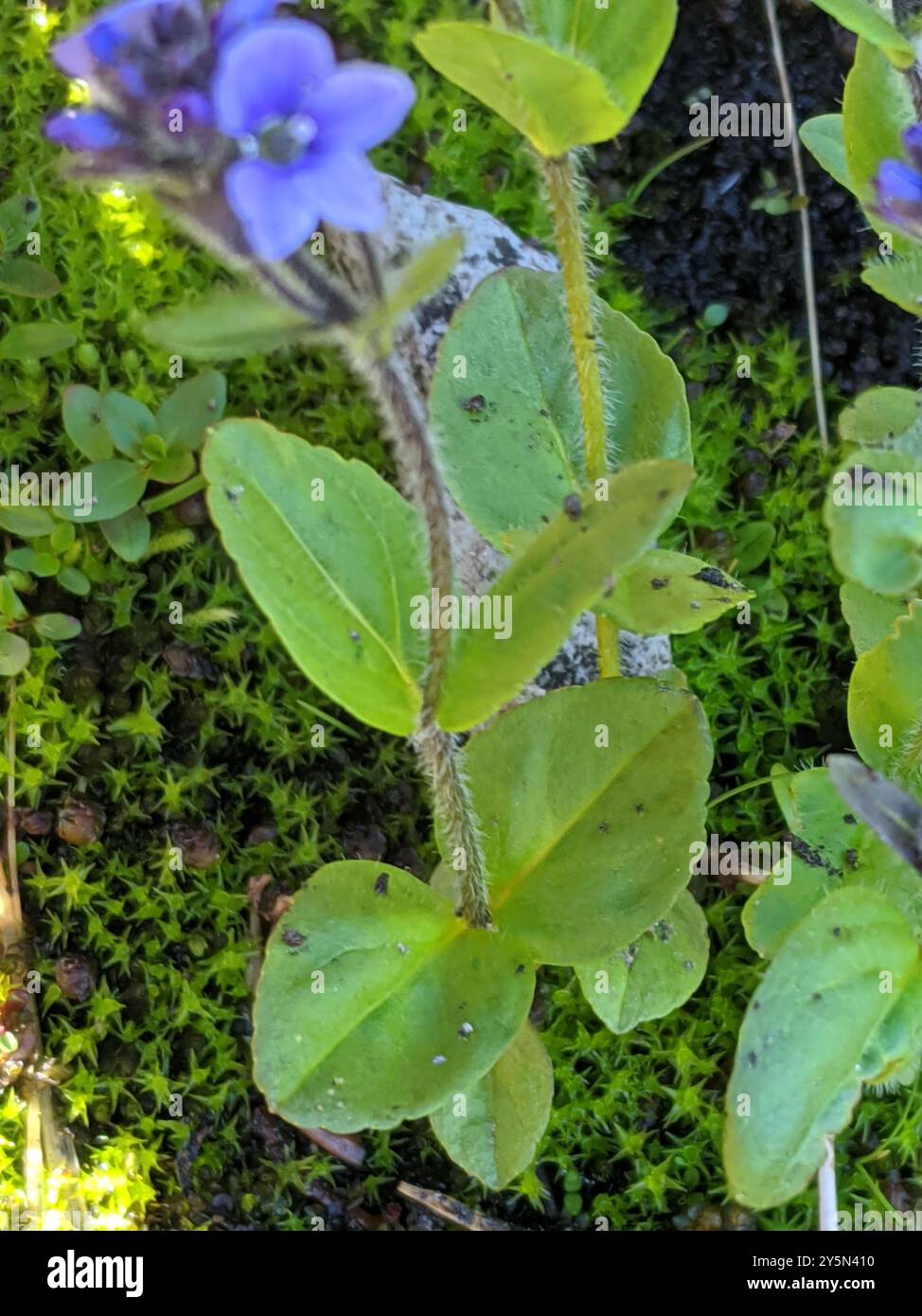American alpine speedwell (Veronica wormskjoldii) Plantae Stock Photo ...