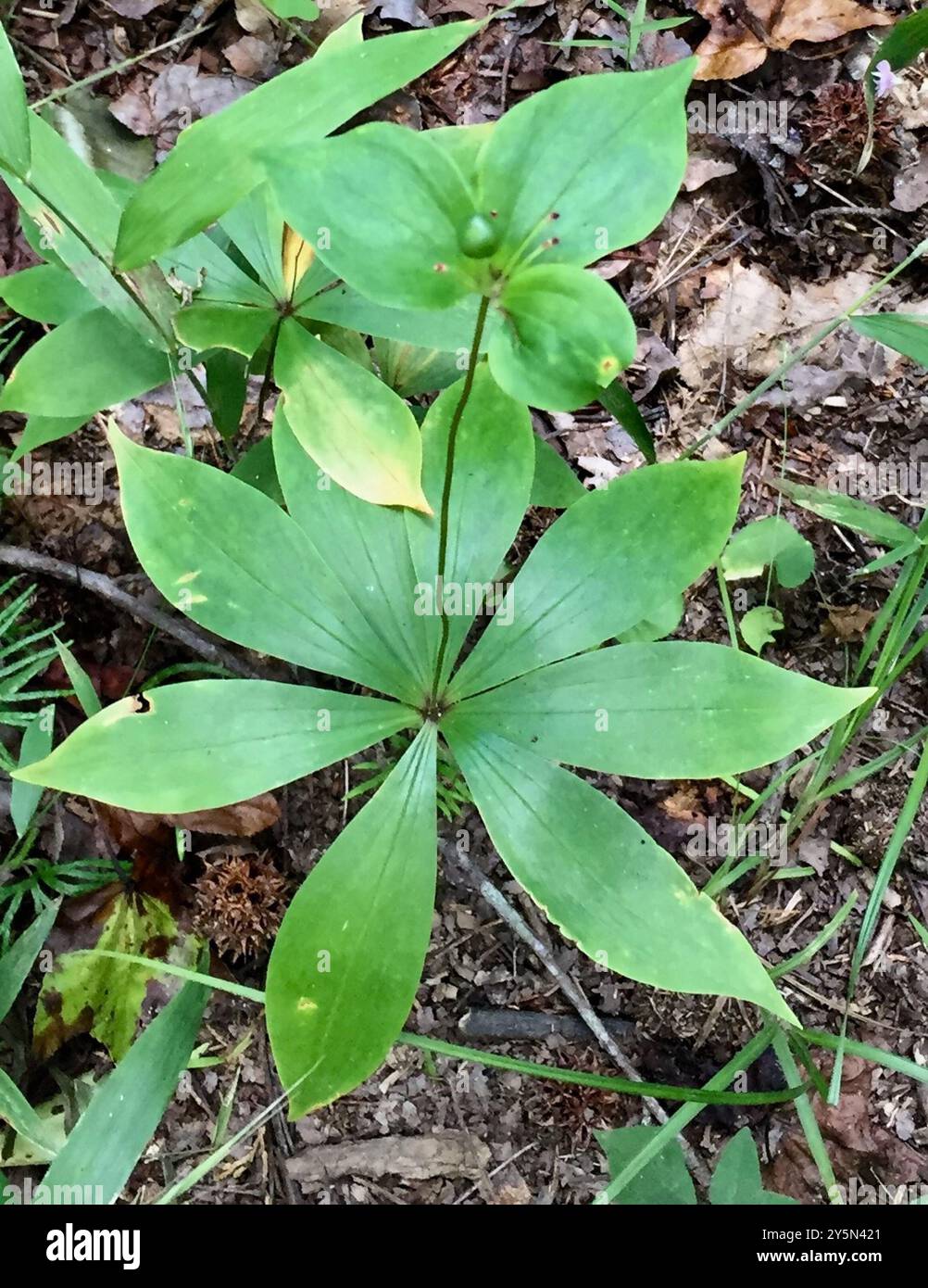 Cucumber Root (Medeola virginiana) Plantae Stock Photo - Alamy