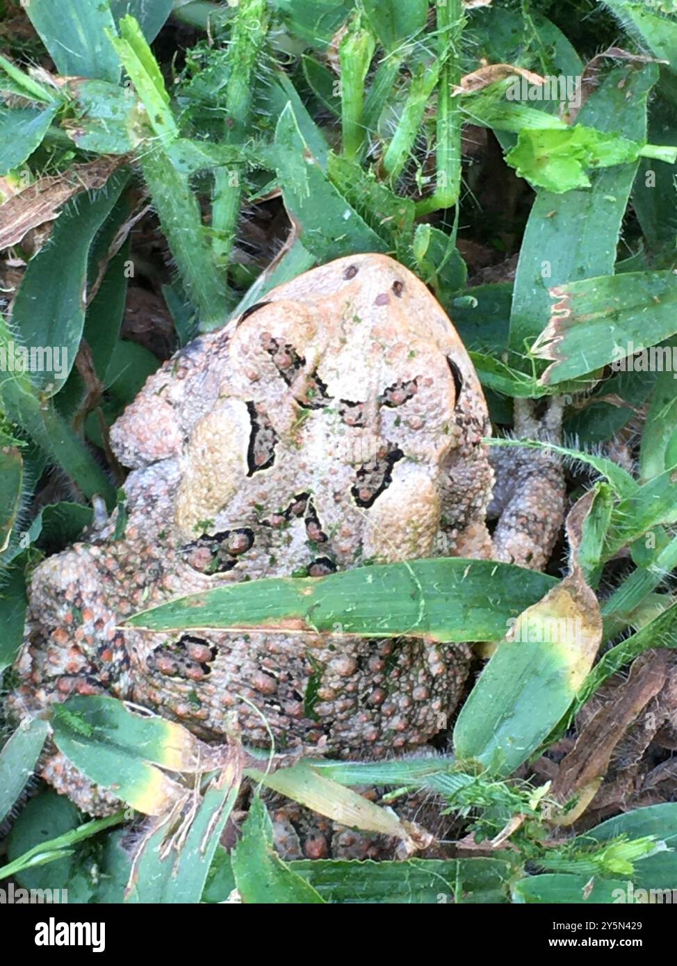 Southern Toad (Anaxyrus terrestris) Amphibia Stock Photo - Alamy