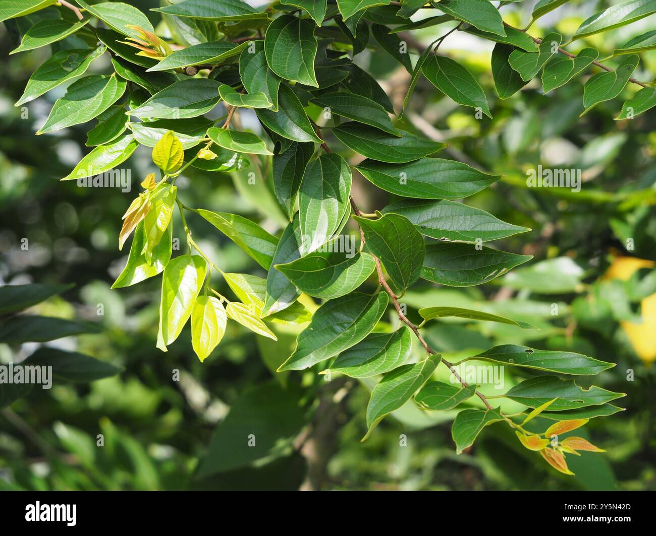Chinese Hackberry (Celtis sinensis) Plantae Stock Photo - Alamy