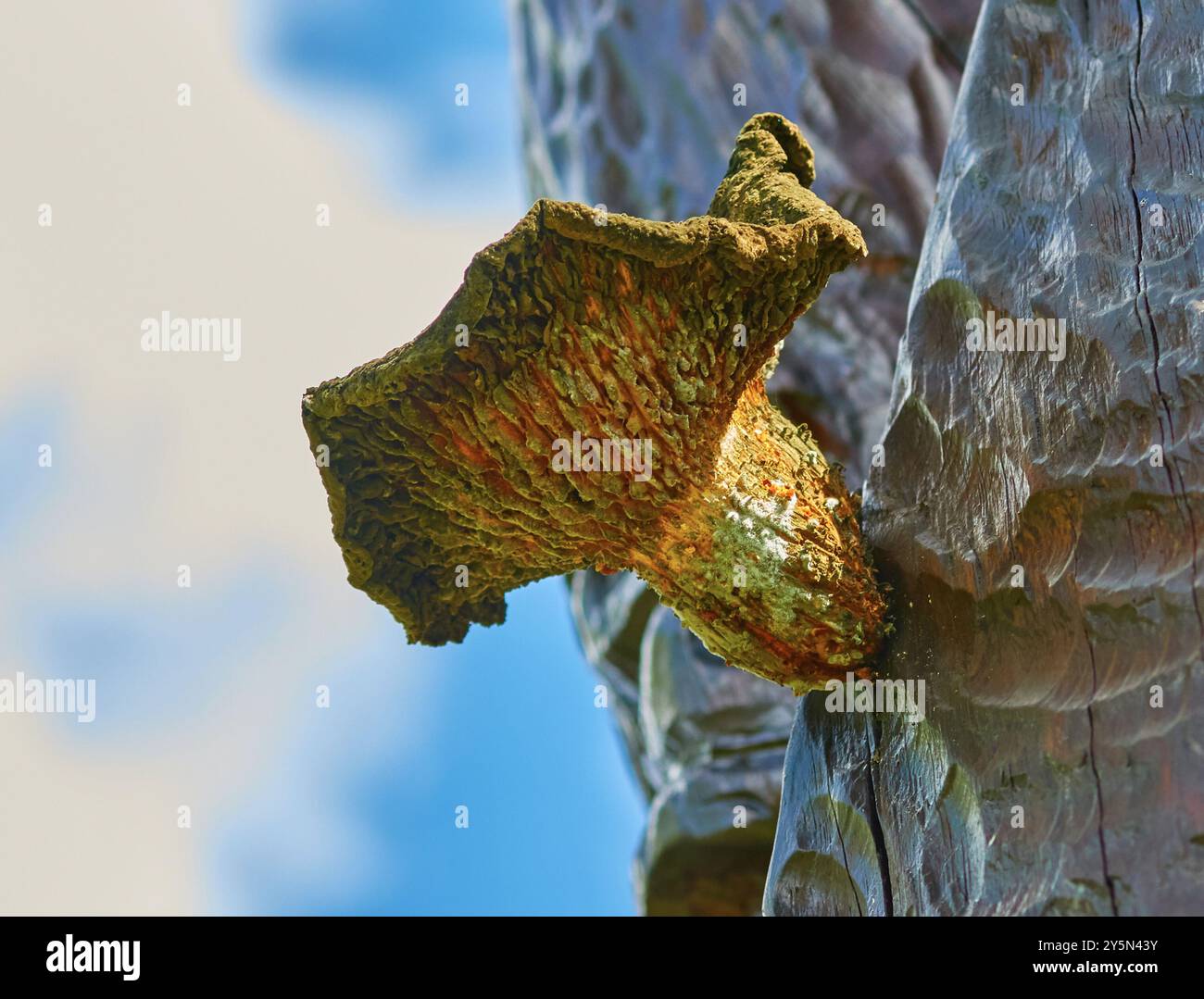 ash-tree bolete (Boletinellus merulioides) Fungi Stock Photo - Alamy