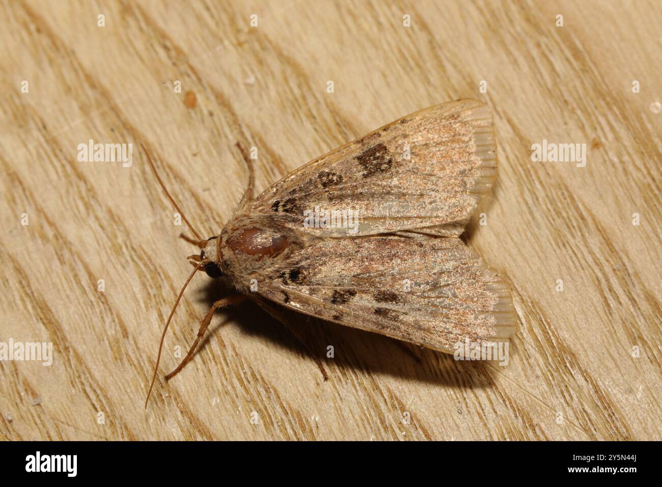 Double Square-spot (Xestia triangulum) Insecta Stock Photo - Alamy