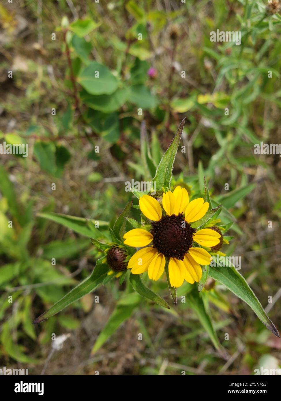 brown-eyed Susan (Rudbeckia triloba) Plantae Stock Photo - Alamy