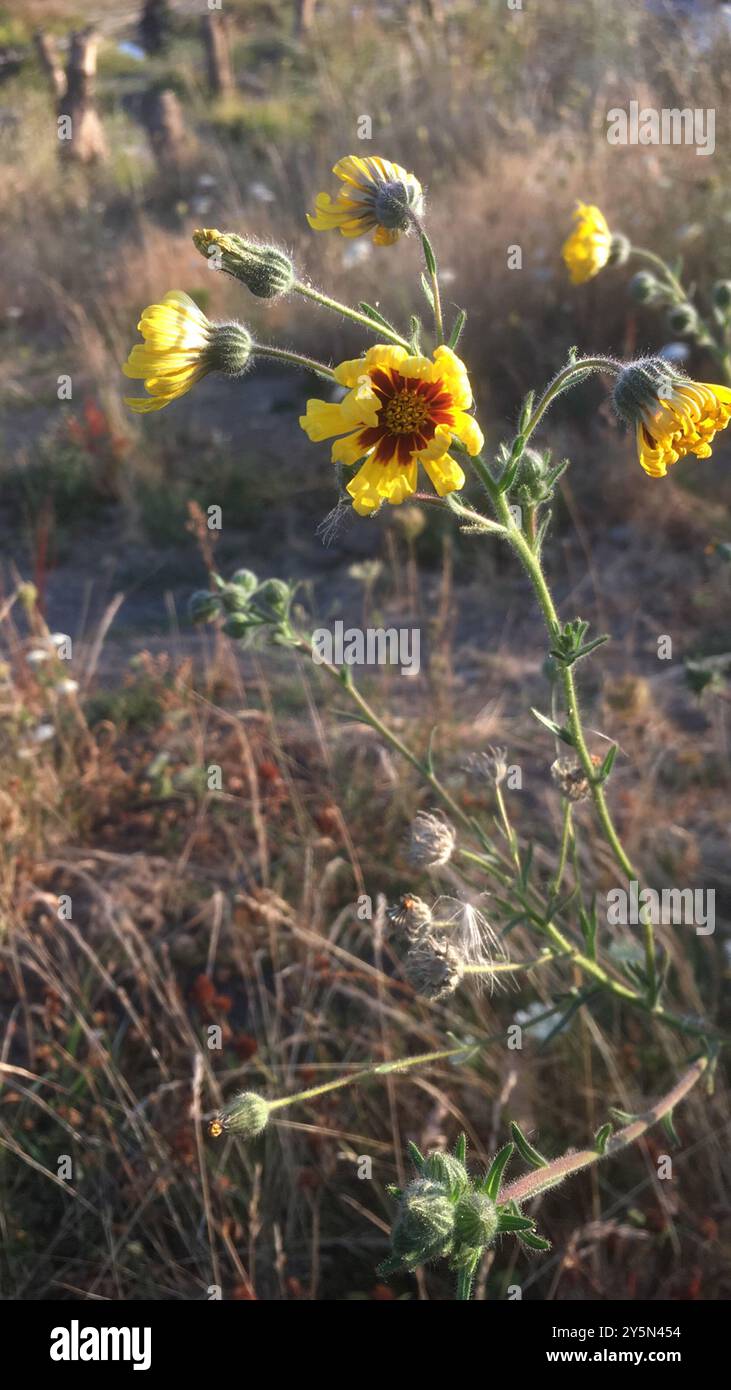 Common Madia (Madia elegans) Plantae Stock Photo - Alamy