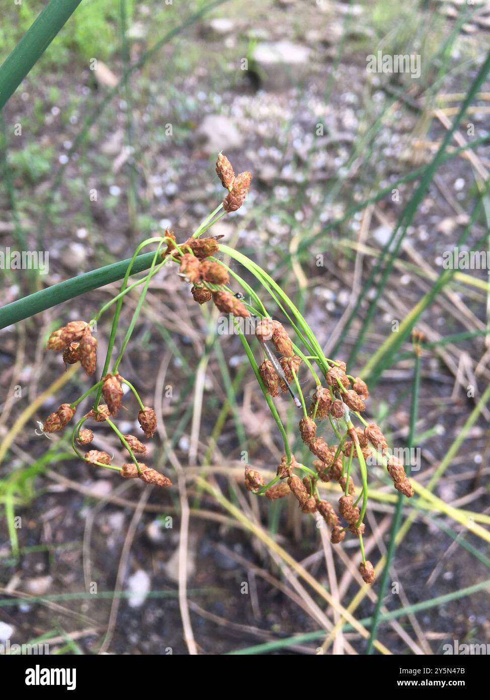 soft-stemmed bulrush (Schoenoplectus tabernaemontani) Plantae Stock ...