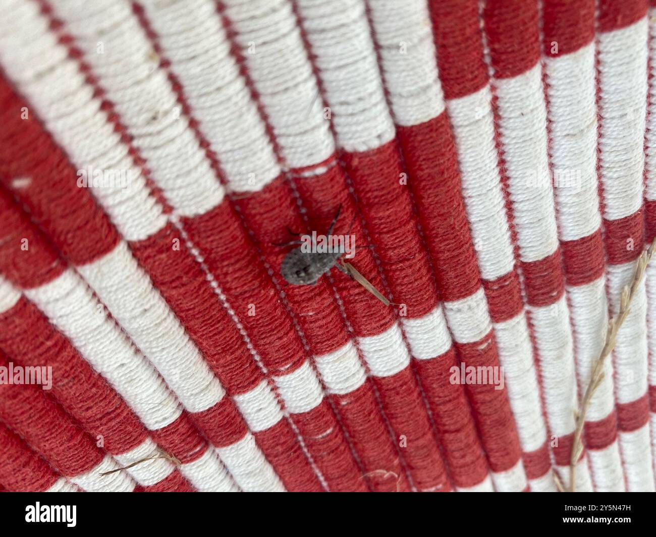 True Bugs, Hoppers, Aphids, and allies (Hemiptera) Insecta Stock Photo ...