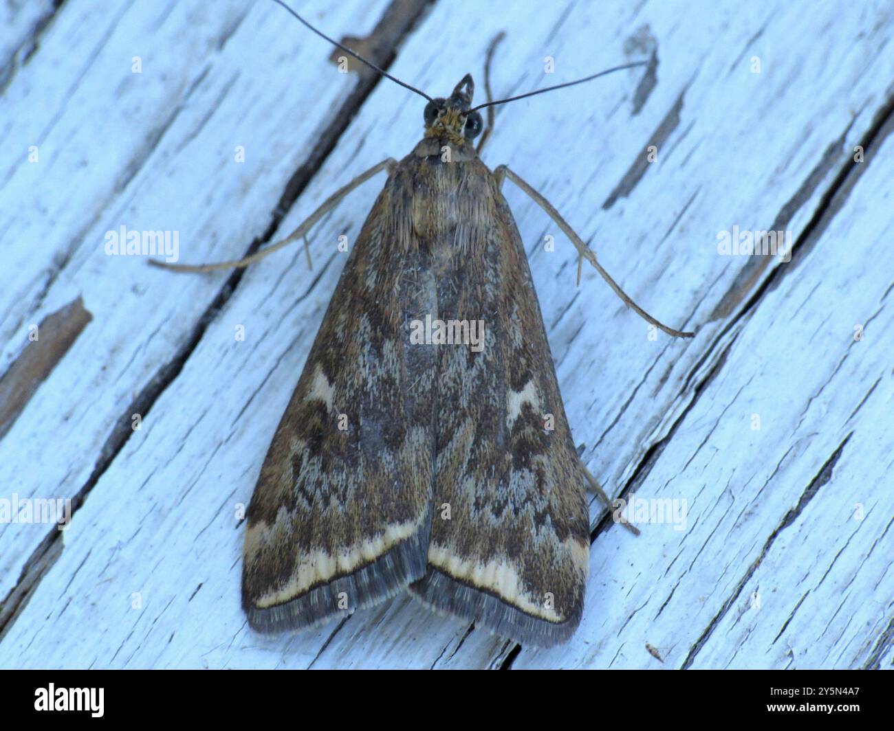Alfalfa Webworm Moth (Loxostege cereralis) Insecta Stock Photo - Alamy