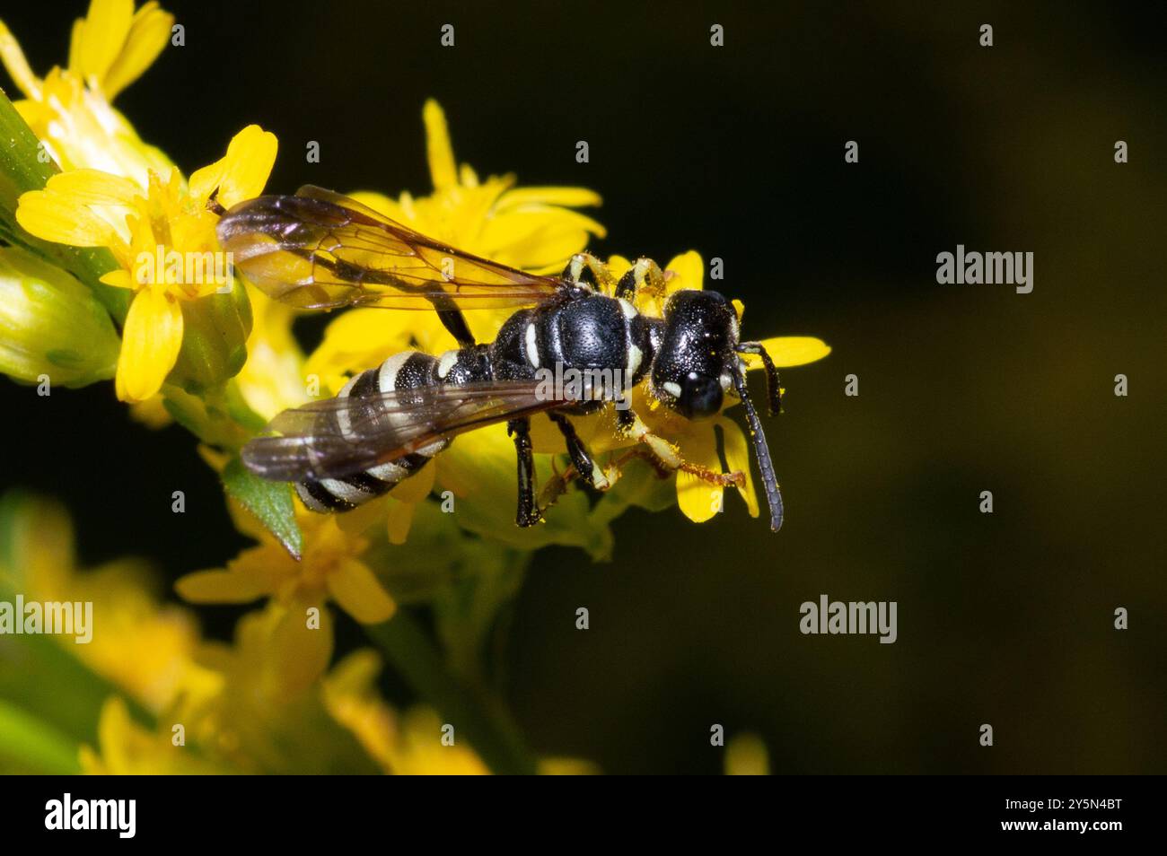 Typical Weevil Wasps and Allies (Cerceris) Insecta Stock Photo - Alamy