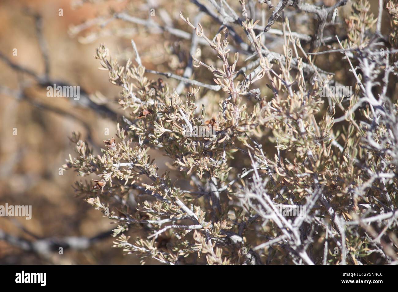 Blackbrush (Coleogyne ramosissima) Plantae Stock Photo - Alamy