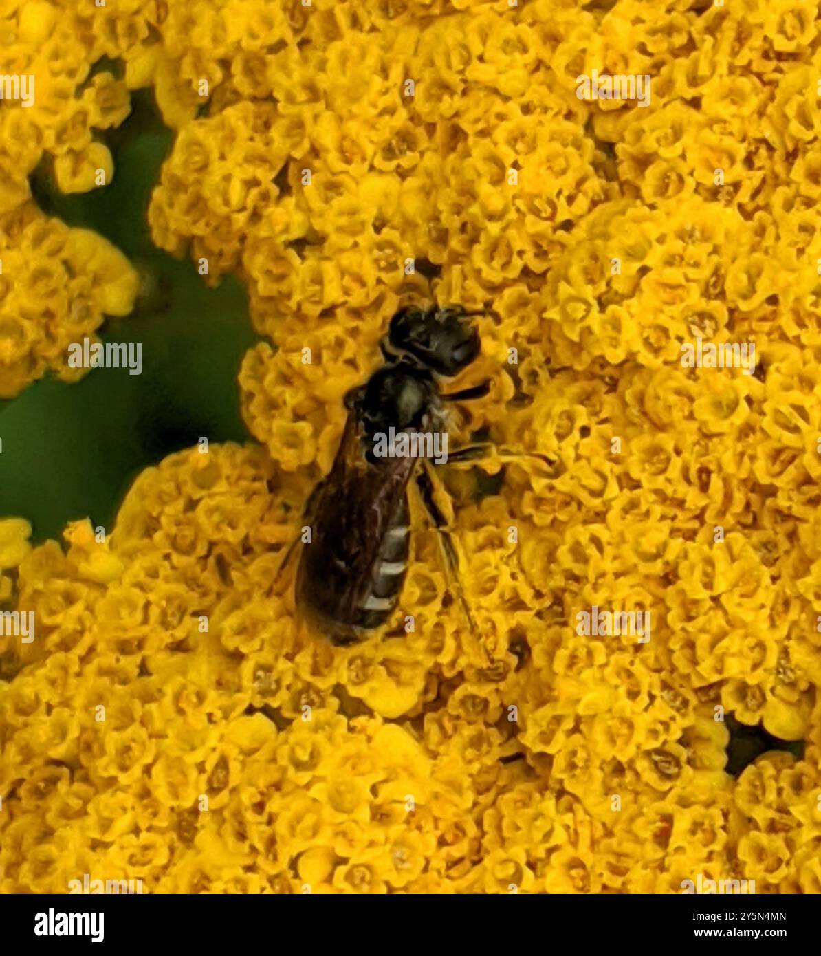 Confusing Furrow Bee (Halictus confusus) Insecta Stock Photo - Alamy