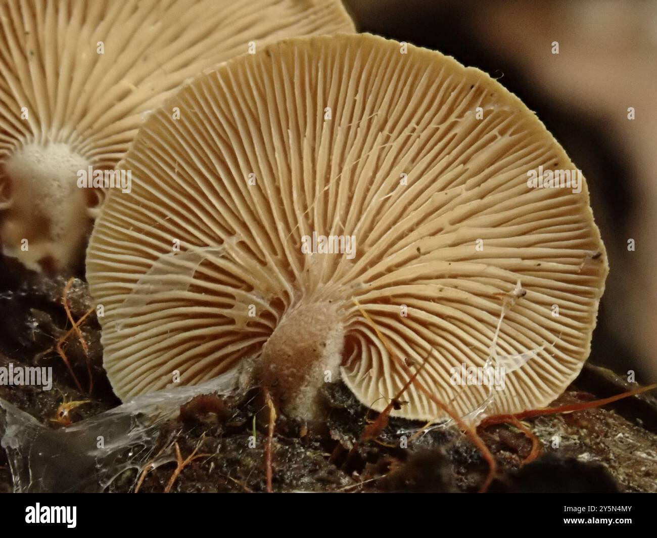 Luminescent Panellus (Panellus stipticus) Fungi Stock Photo - Alamy