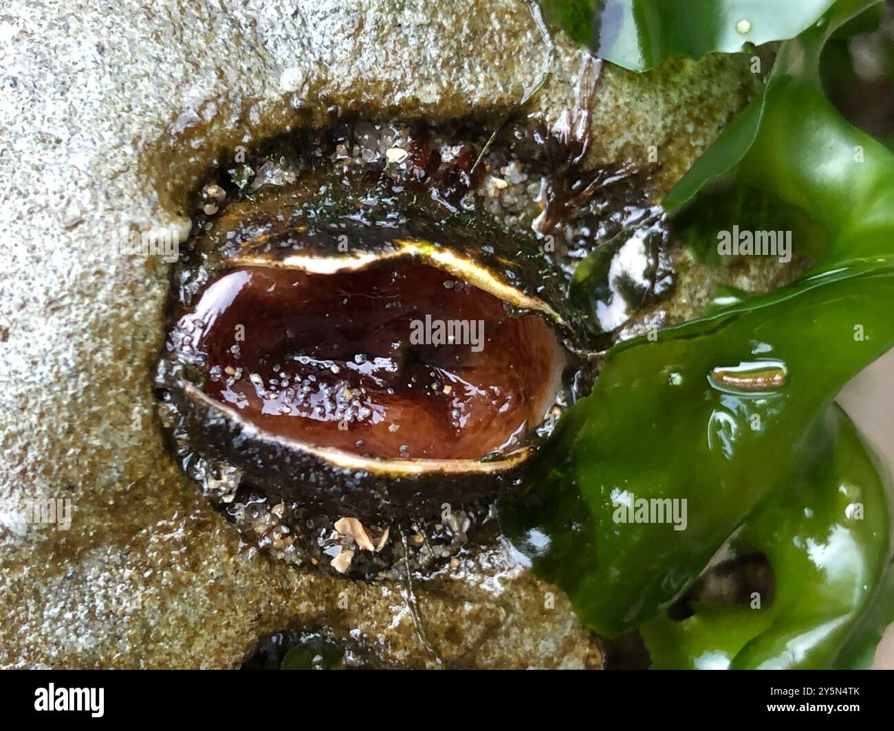 Piddocks and Angelwings (Pholadidae) Mollusca Stock Photo - Alamy