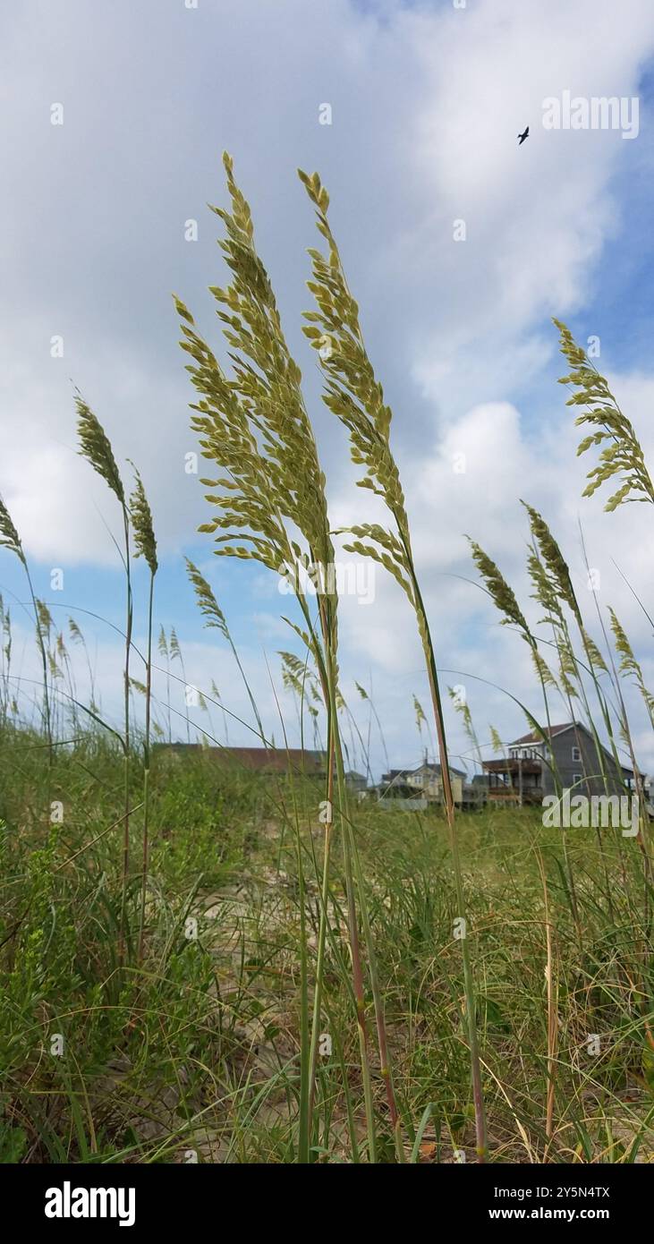 sea oats (Uniola paniculata) Plantae Stock Photo - Alamy