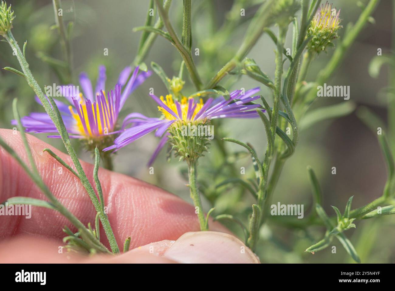 Tahoka daisy (Machaeranthera tanacetifolia) Plantae Stock Photo - Alamy