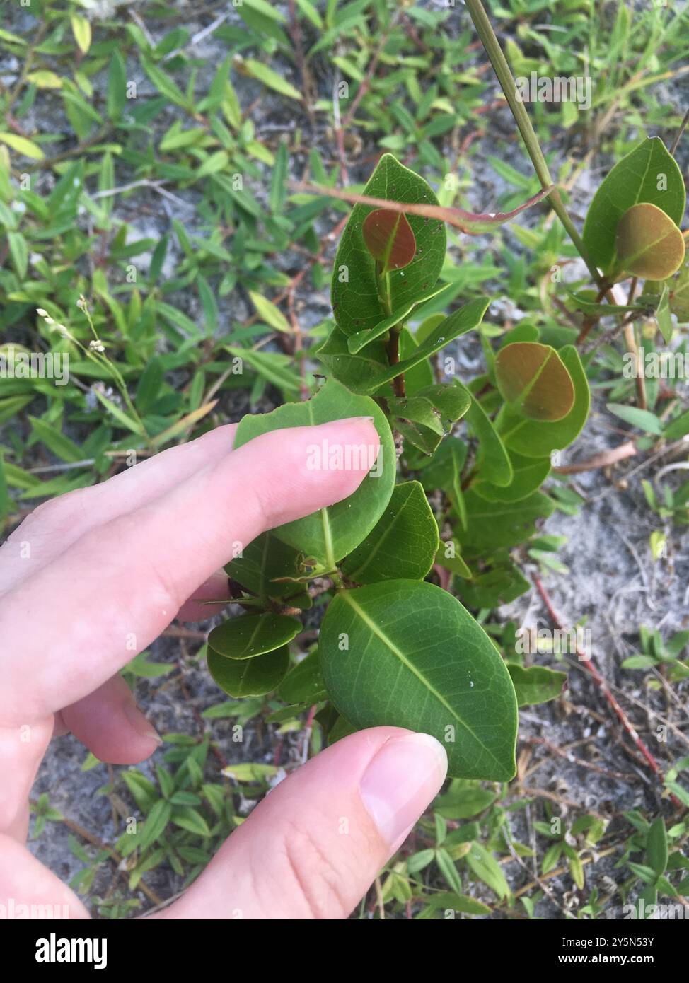 Cocoplum (Chrysobalanus icaco) Plantae Stock Photo - Alamy