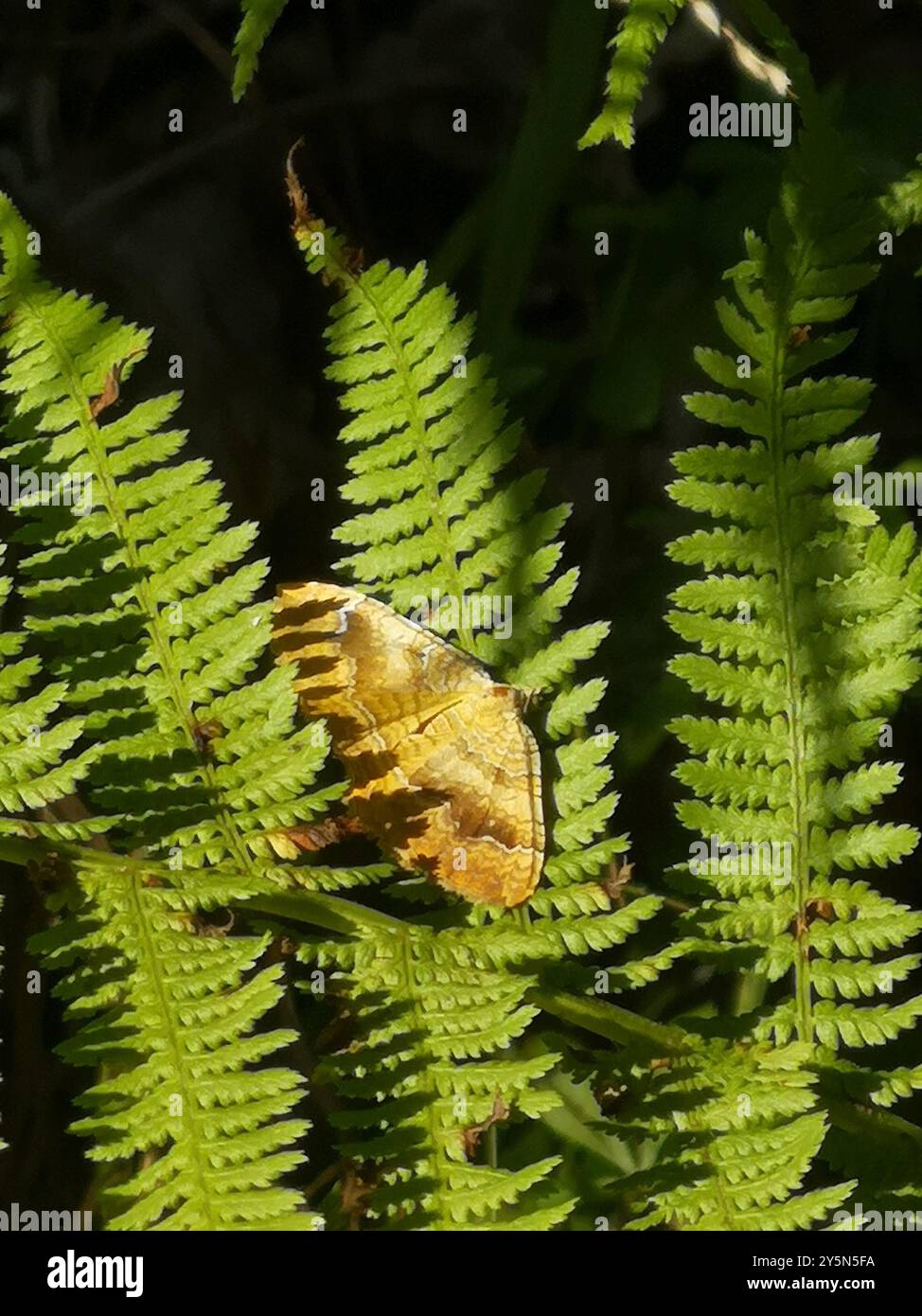 Yellow Shell Moth (Camptogramma bilineata) Insecta Stock Photo - Alamy