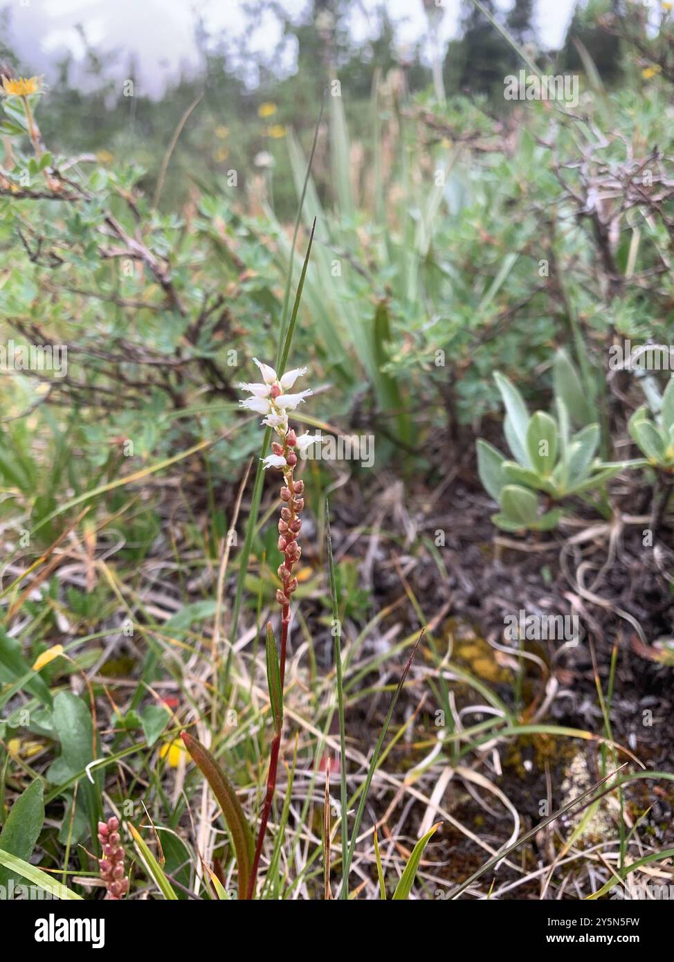 alpine bistort (Bistorta vivipara) Plantae Stock Photo - Alamy