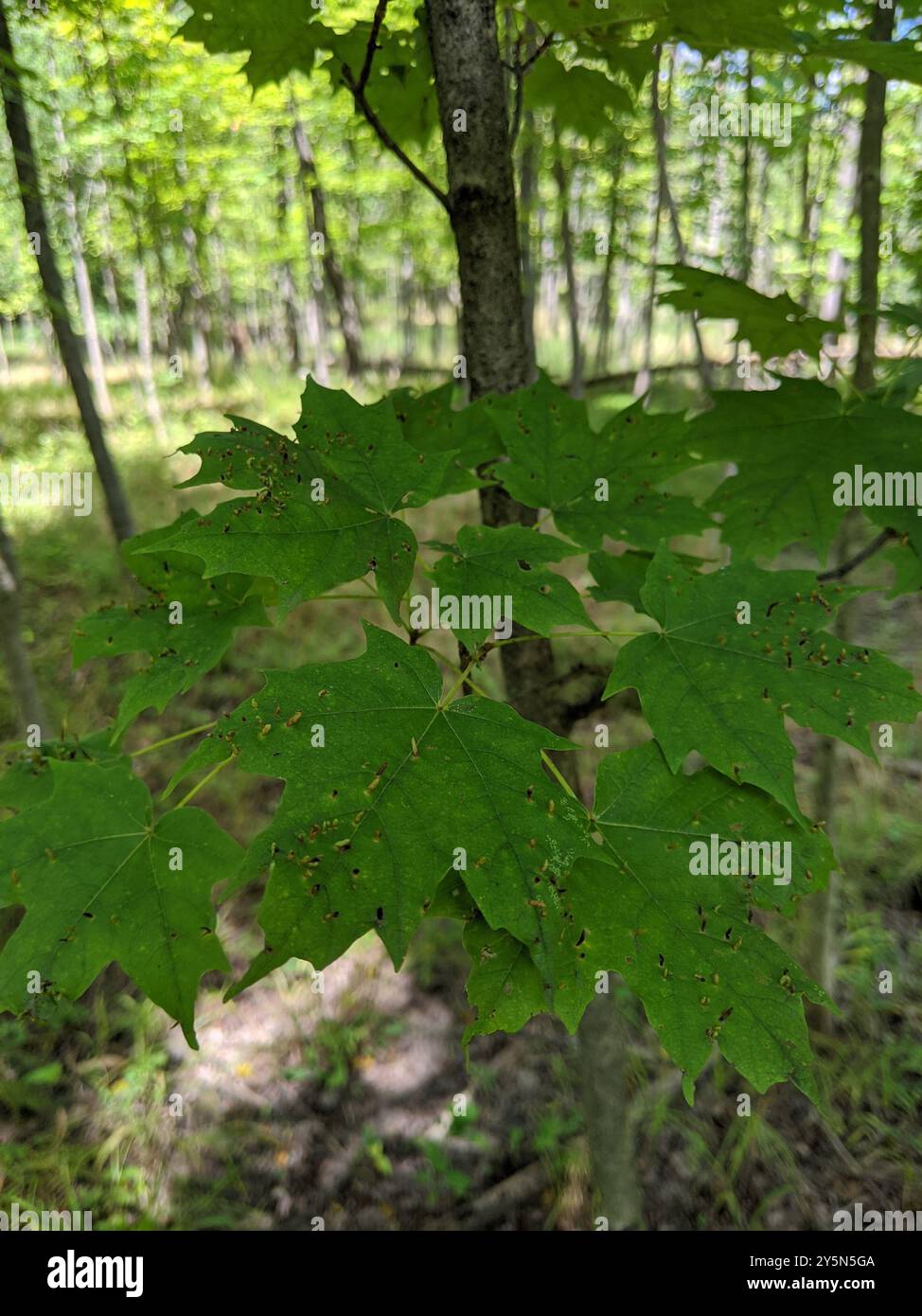 Maple Spindle Gall Mite (Vasates aceriscrumena) Arachnida Stock Photo ...
