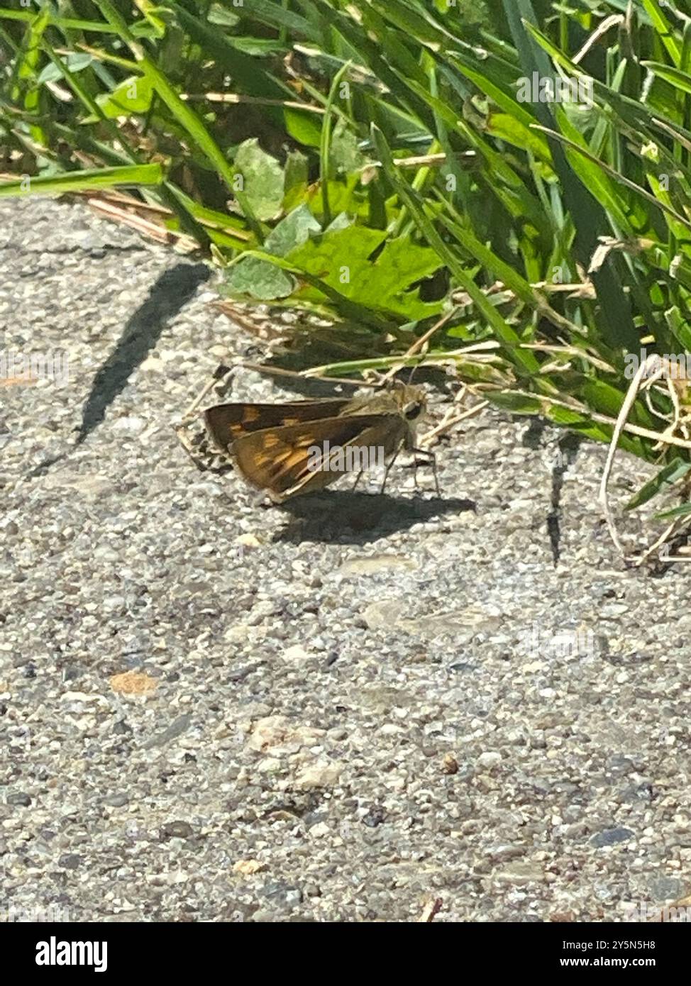Fiery Skipper (Hylephila phyleus) Insecta Stock Photo - Alamy