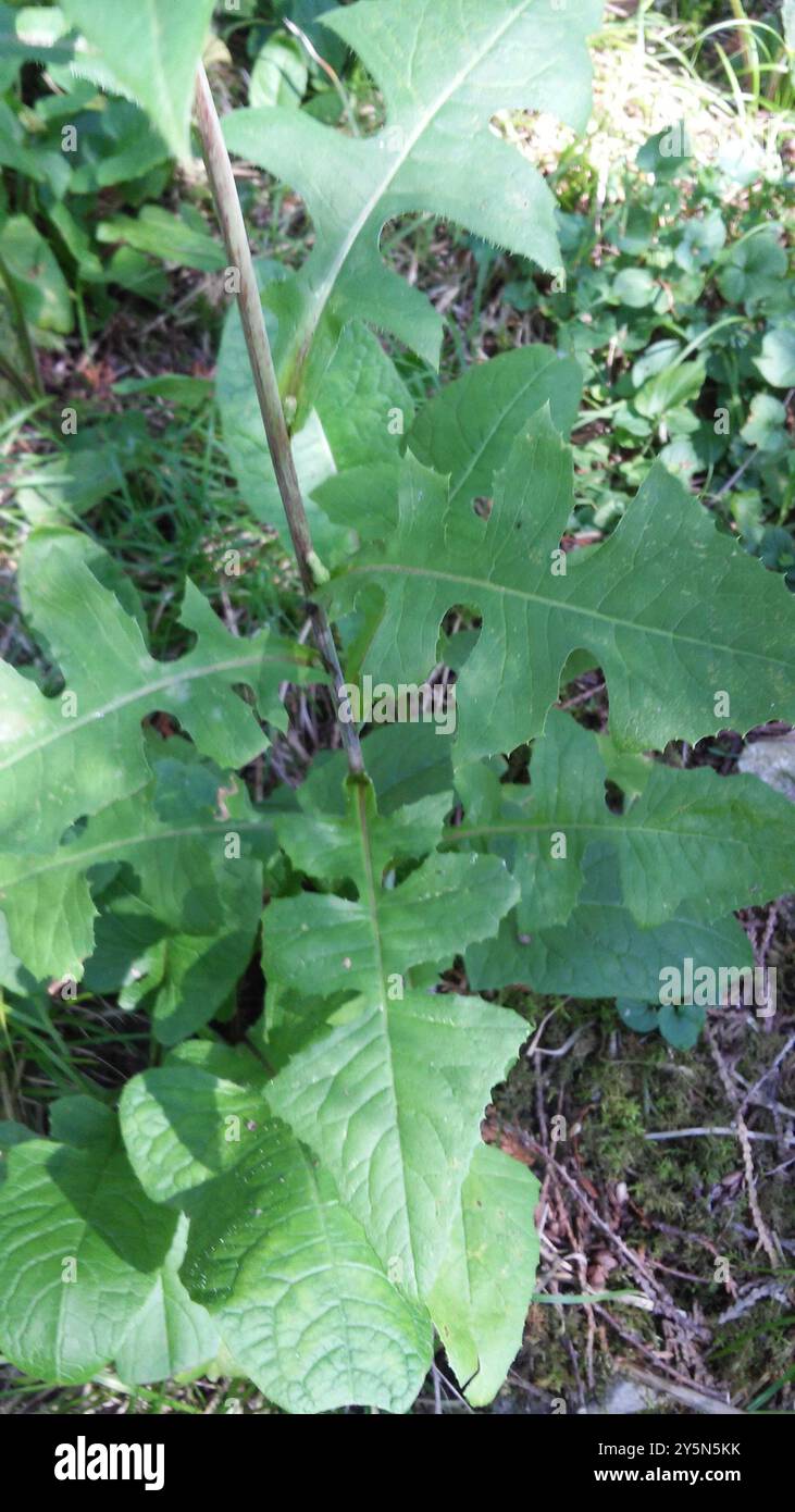 tall blue lettuce (Lactuca biennis) Plantae Stock Photo - Alamy