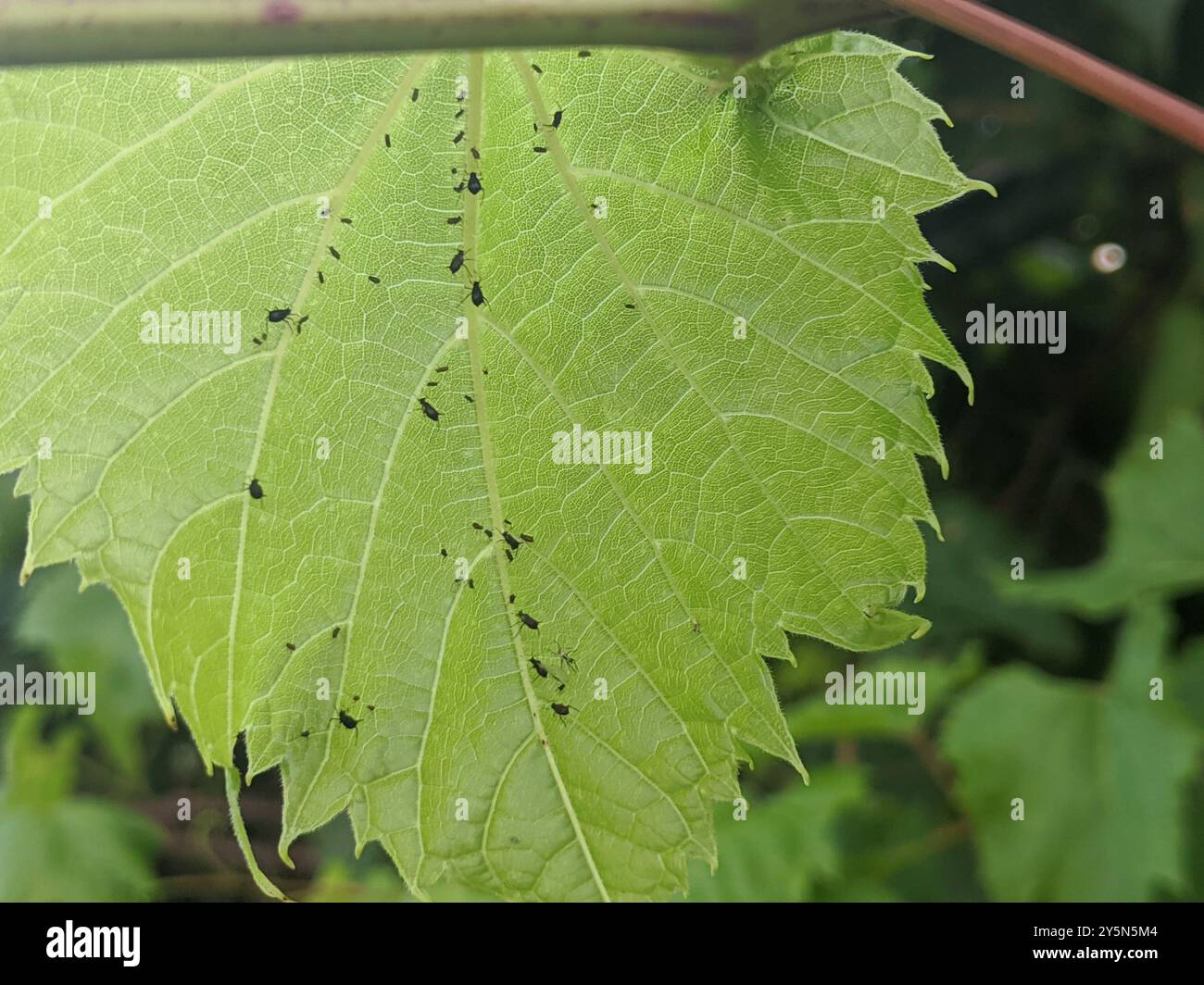 grapevine aphid (Aphis illinoisensis) Insecta Stock Photo - Alamy