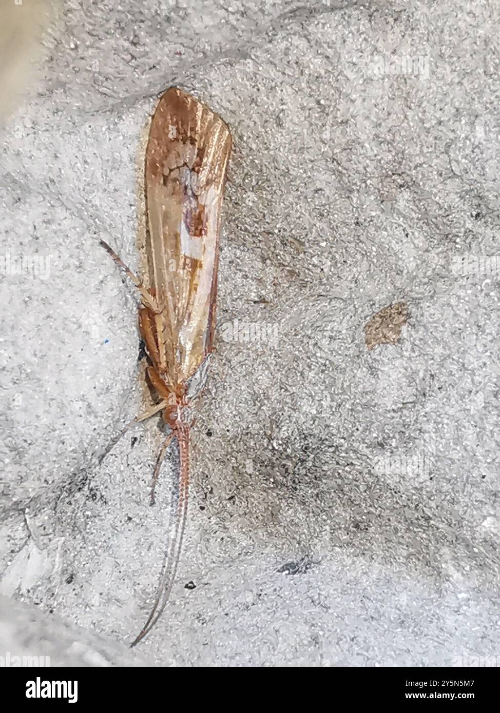 Limnephilus rhombicus hi-res stock photography and images - Alamy