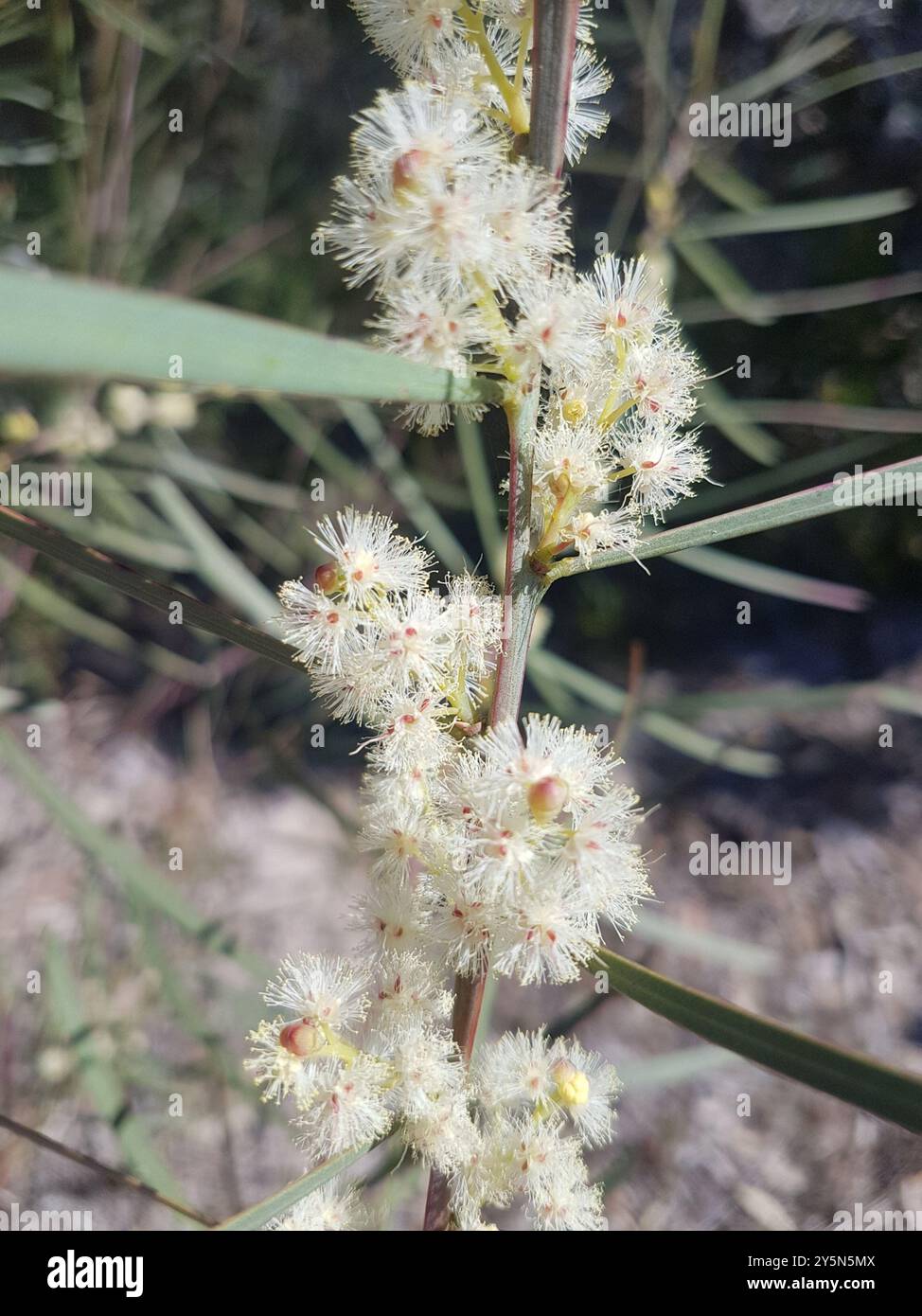 Acacia suaveolens hi-res stock photography and images - Alamy