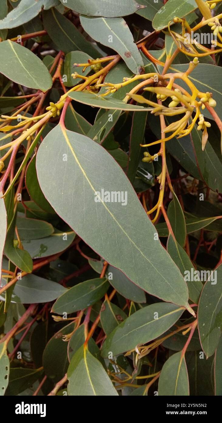 Brown Stringybark (Eucalyptus baxteri) Plantae Stock Photo - Alamy