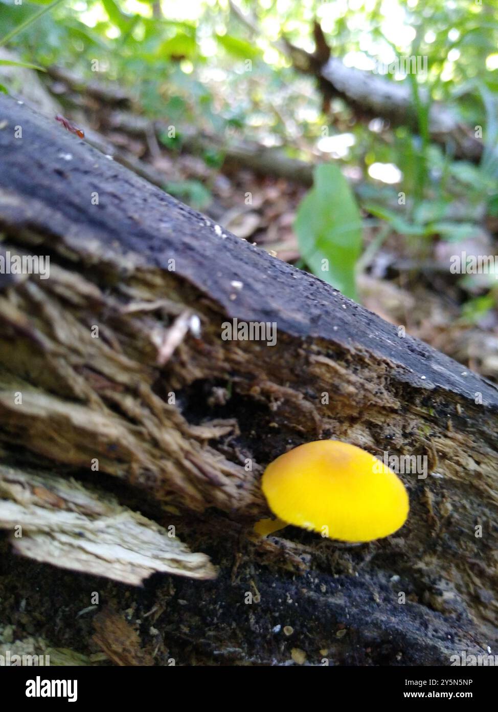 Yellow Deer Mushroom (Pluteus chrysophlebius) Fungi Stock Photo - Alamy