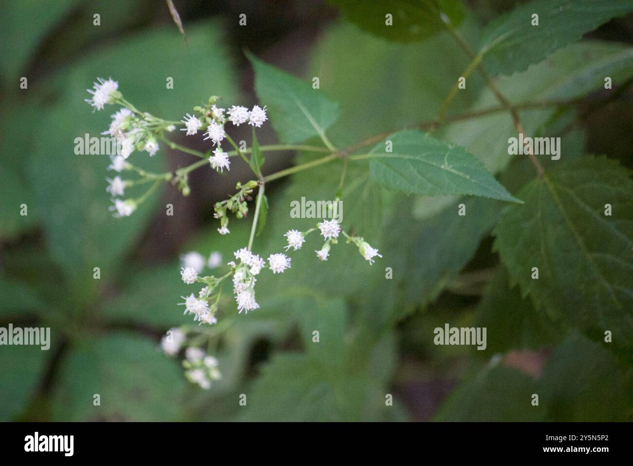 white snakeroot (Ageratina altissima) Plantae Stock Photo - Alamy
