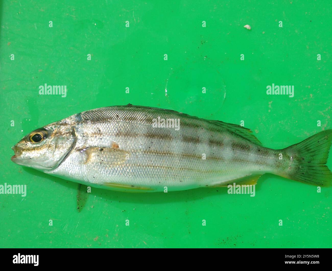 Pelates quadrilineatus hi-res stock photography and images - Alamy