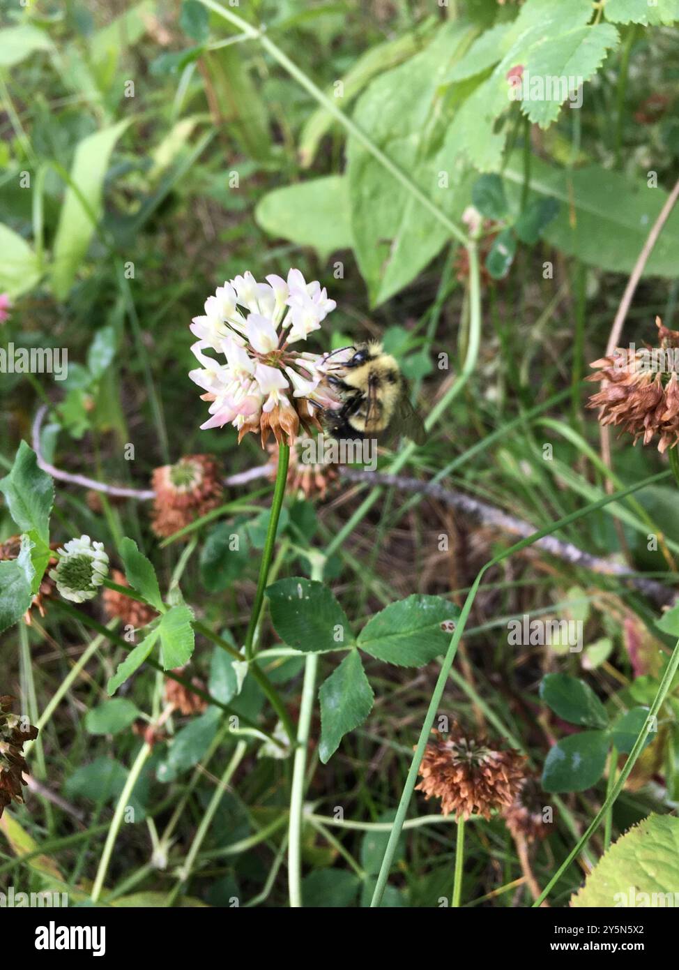 Half-black Bumble Bee (Bombus vagans) Insecta Stock Photo - Alamy