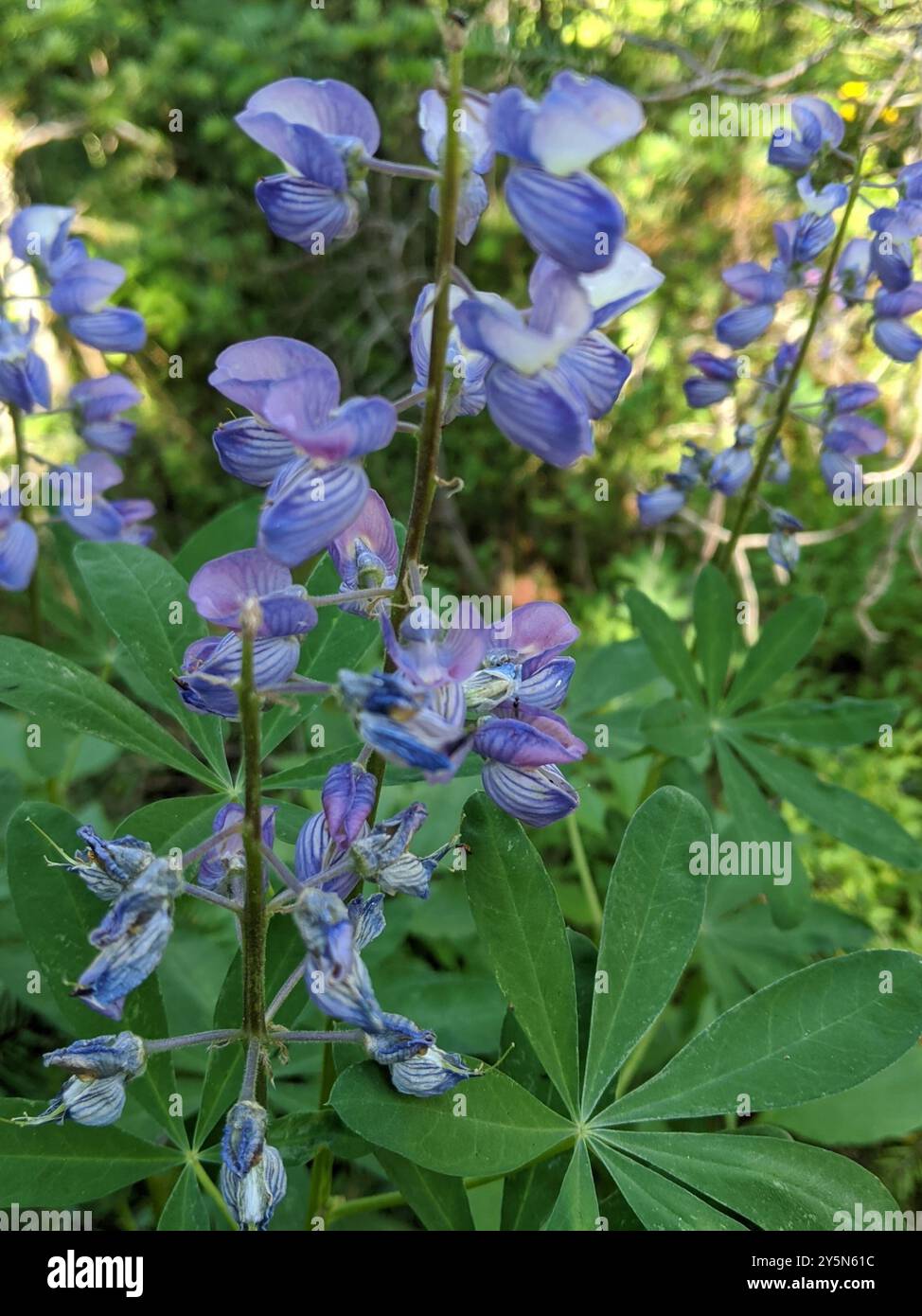 Broadleaf Lupine (Lupinus latifolius) Plantae Stock Photo - Alamy