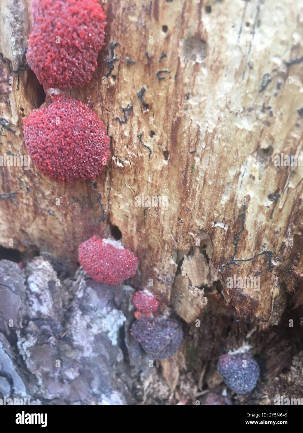 Red Raspberry Slime Mold (Tubifera ferruginosa) Protozoa Stock Photo ...