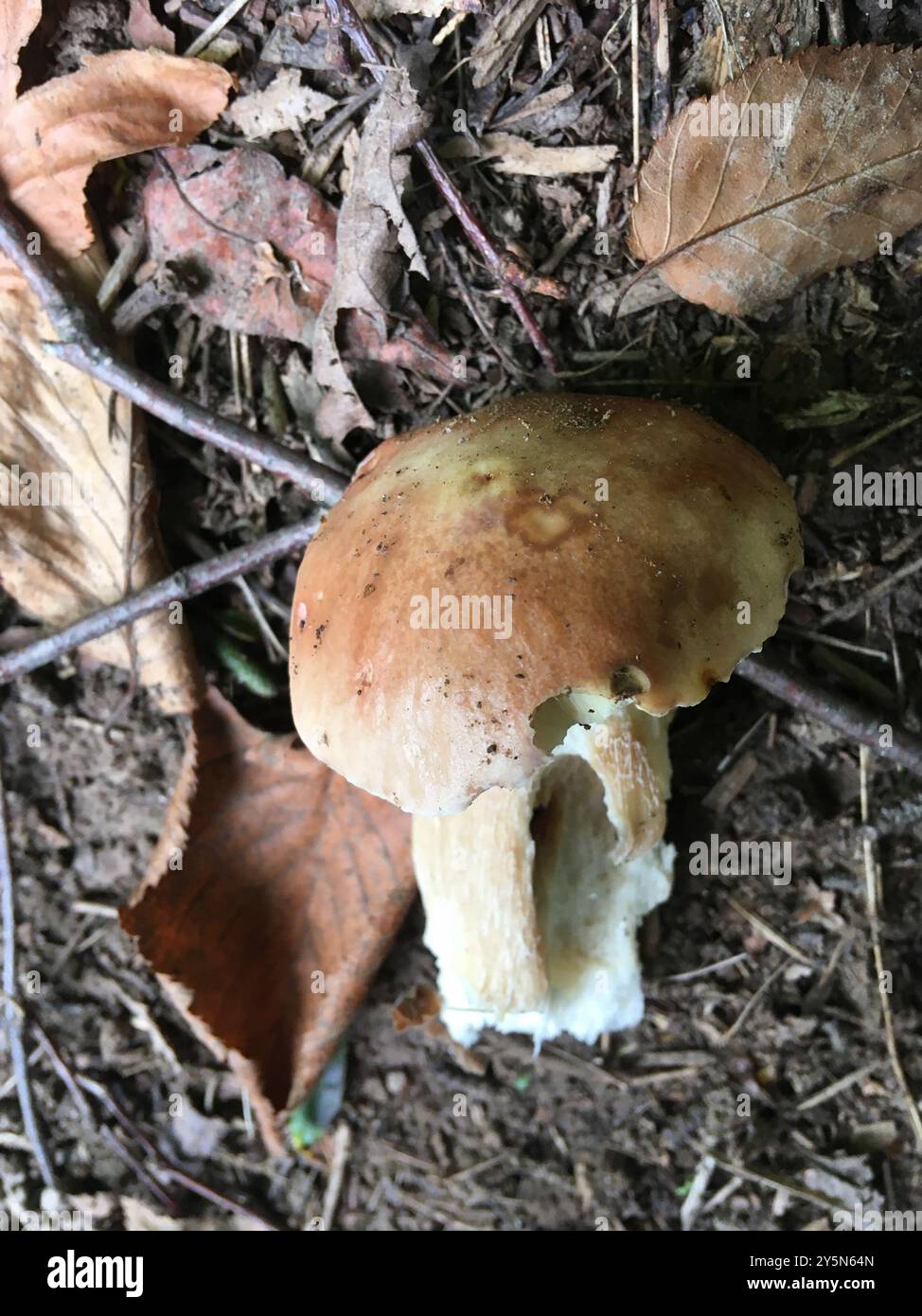King Bolete (Boletus edulis) Fungi Stock Photo - Alamy
