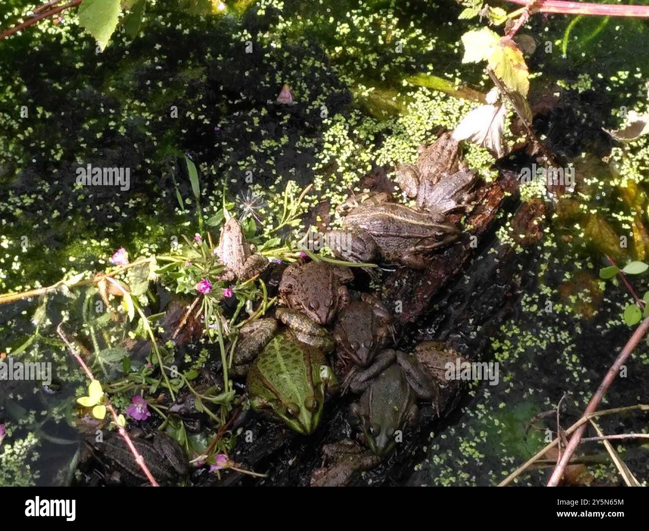 Water Frogs (Pelophylax) Amphibia Stock Photo - Alamy