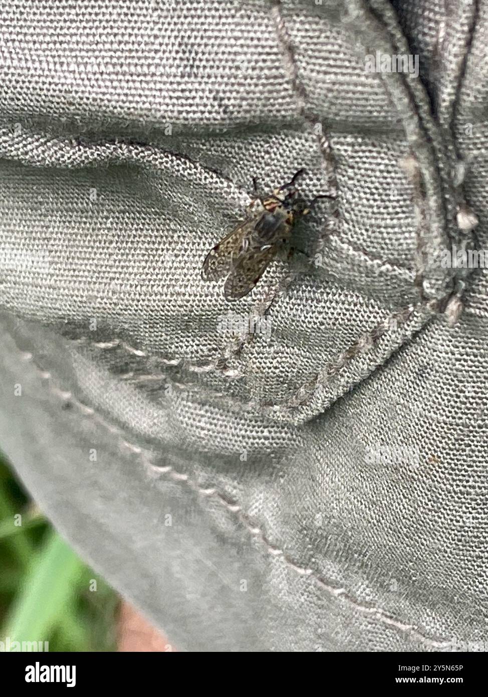Notch-horned Cleg (Haematopota pluvialis) Insecta Stock Photo - Alamy