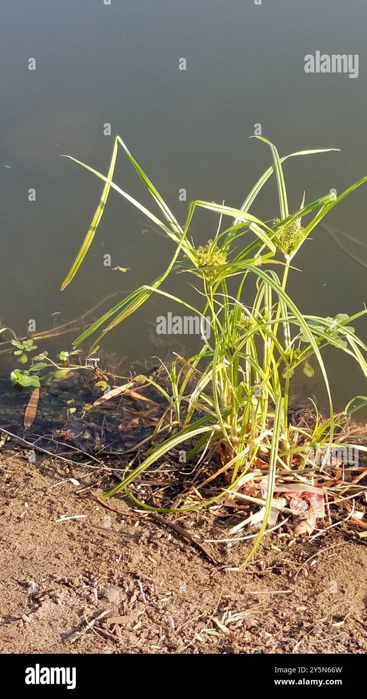 Fragrant flatsedge (Cyperus odoratus) Plantae Stock Photo - Alamy