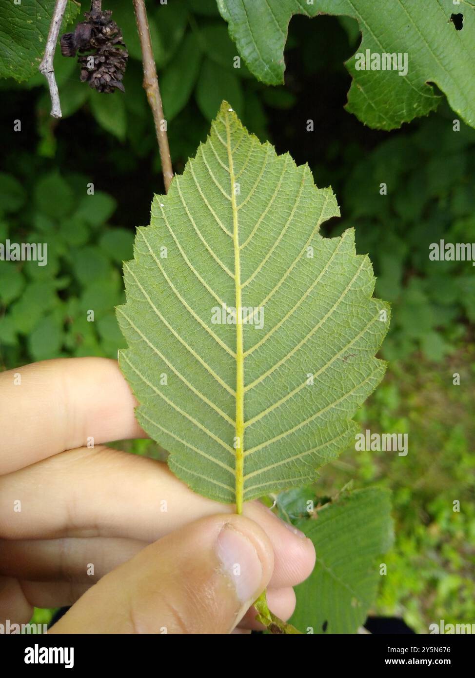swamp alder (Alnus incana rugosa) Plantae Stock Photo - Alamy