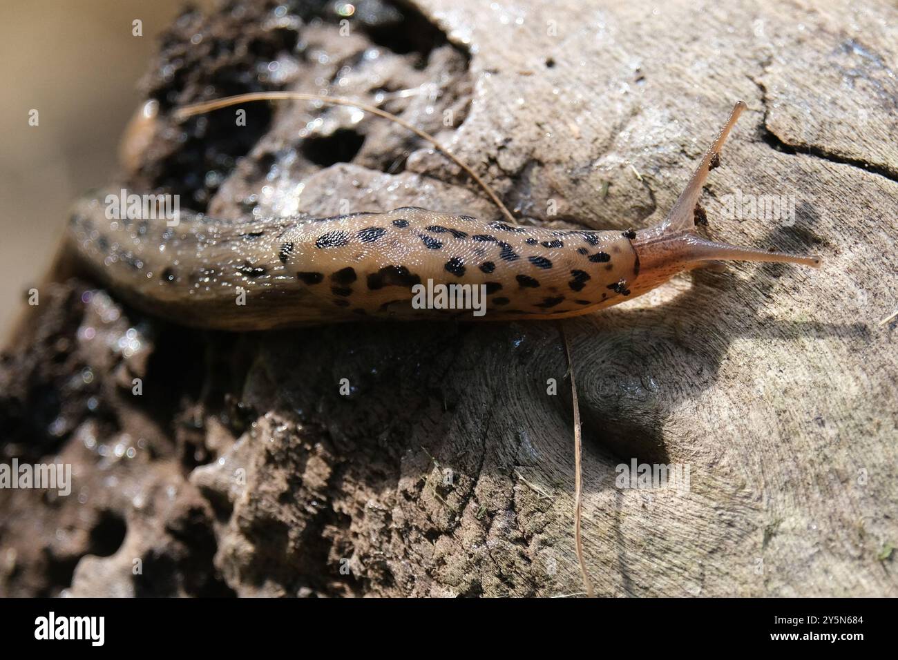 Leopard Slug (Limax maximus) Mollusca Stock Photo - Alamy