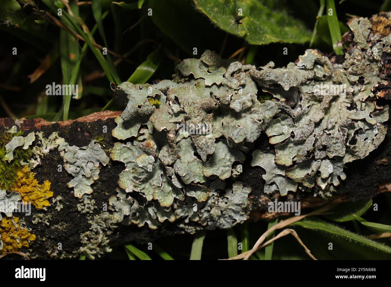 shield lichen (Parmelia sulcata) Fungi Stock Photo - Alamy