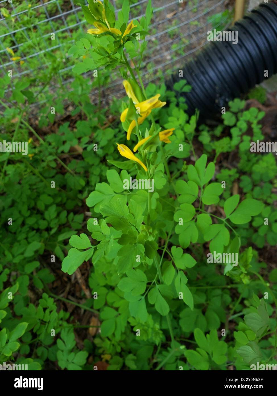 Yellow Fumitory (Pseudofumaria lutea) Plantae Stock Photo - Alamy
