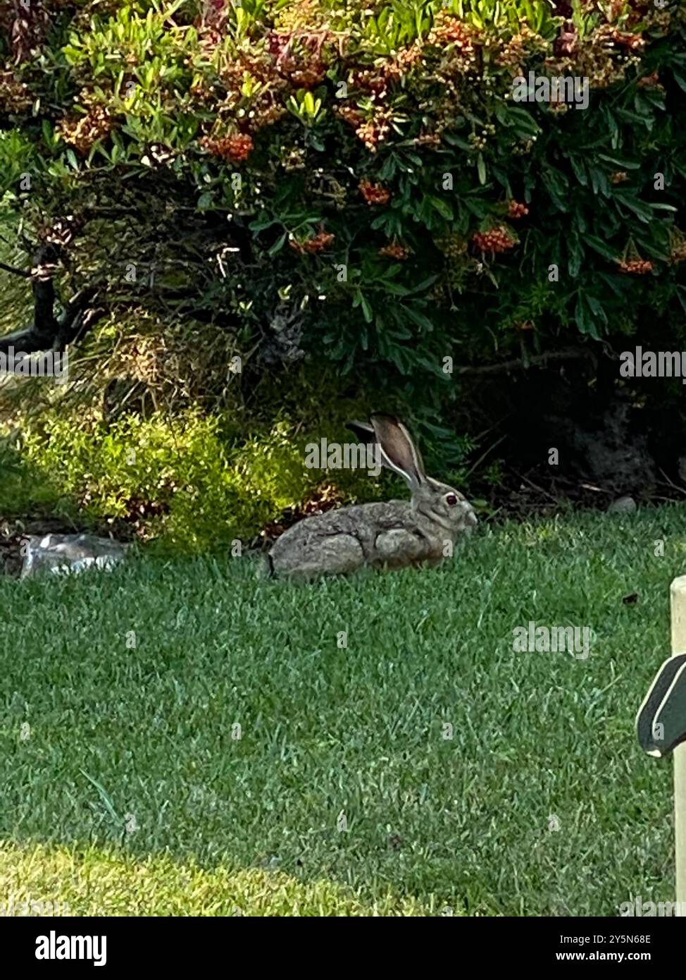 Black-tailed Jackrabbit (Lepus californicus) Mammalia Stock Photo - Alamy