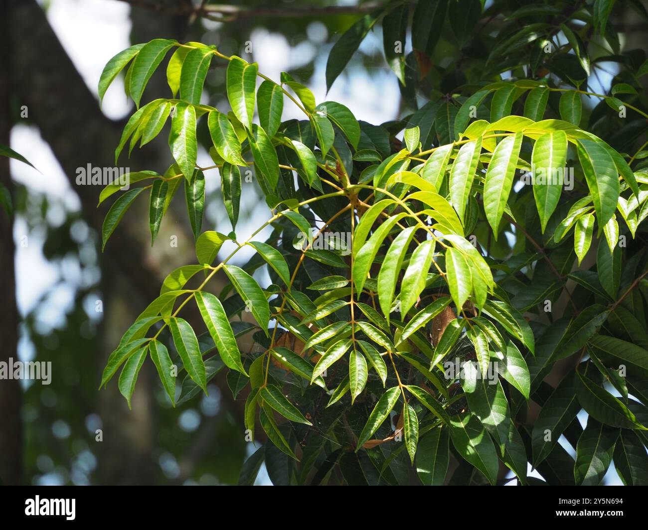 (Canarium subulatum) Plantae Stock Photo - Alamy