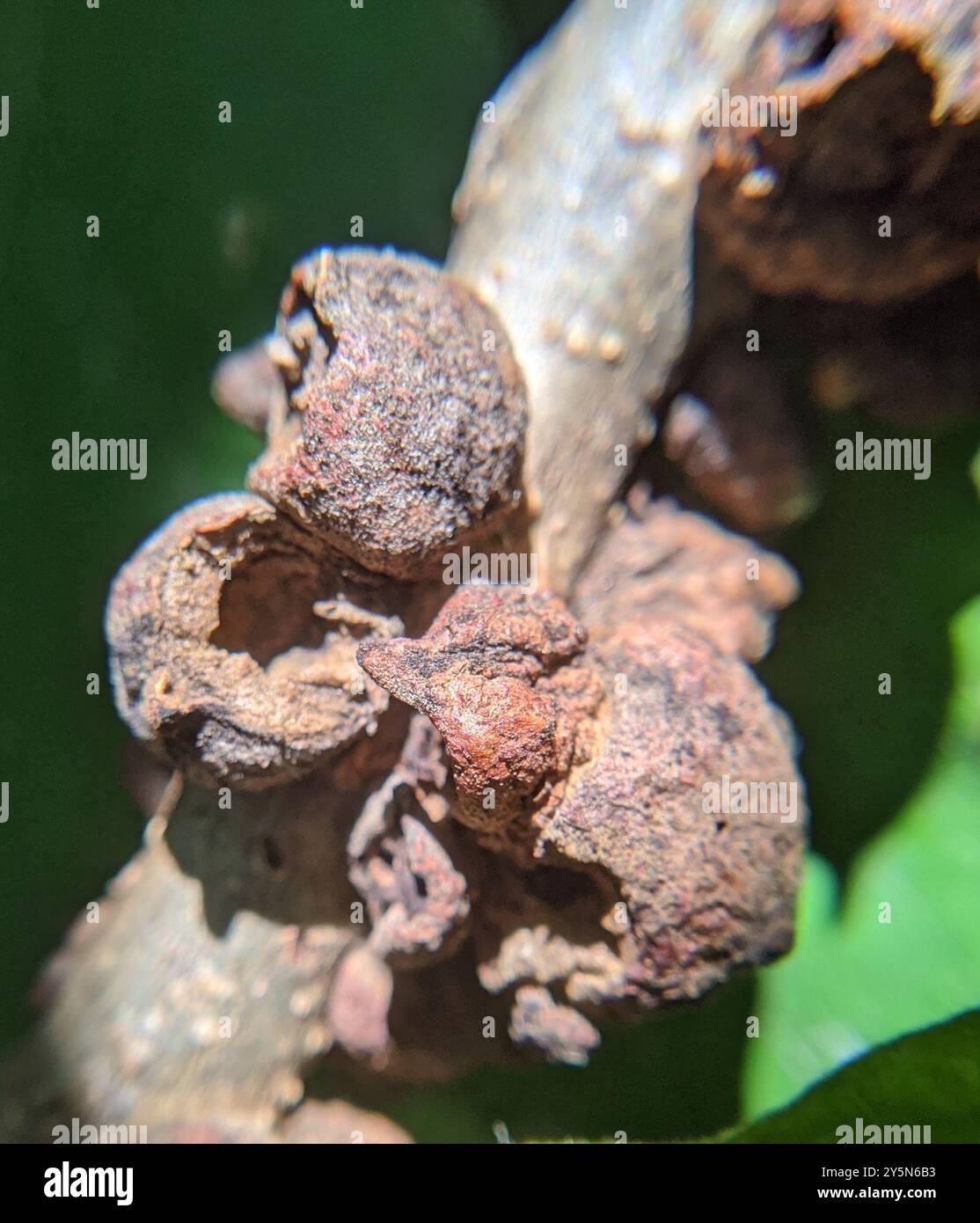 Oak Rough Bulletgall Wasp (Disholcaspis quercusmamma) Insecta Stock ...