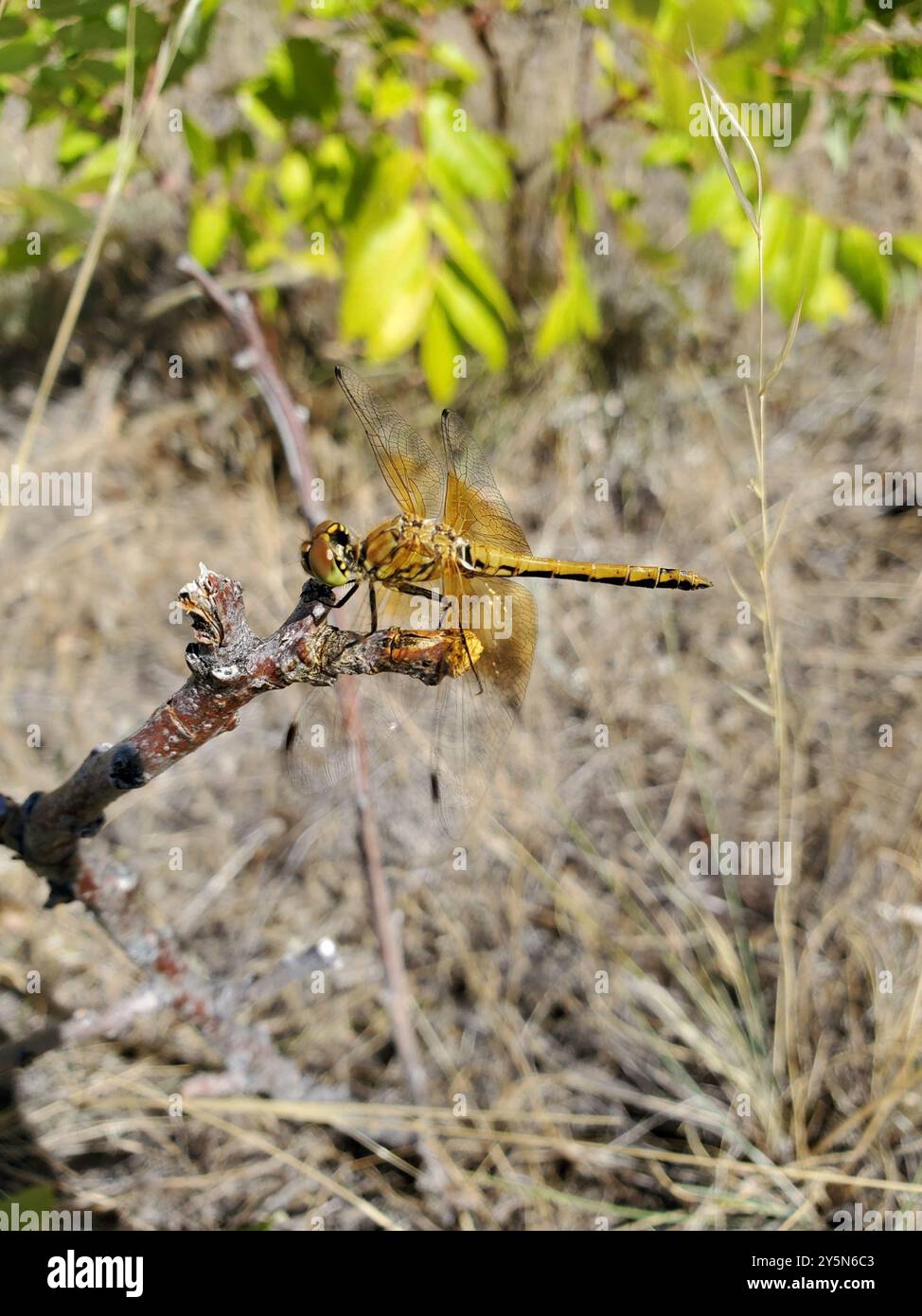 Band-winged Meadowhawk (Sympetrum semicinctum) Insecta Stock Photo - Alamy