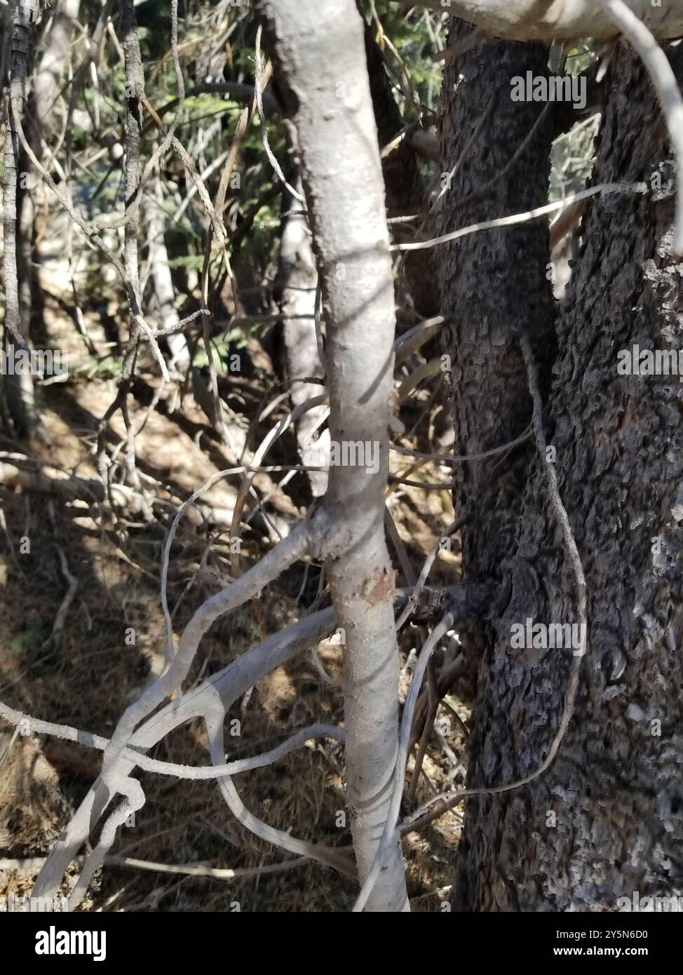 gray pine (Pinus sabiniana) Plantae Stock Photo - Alamy