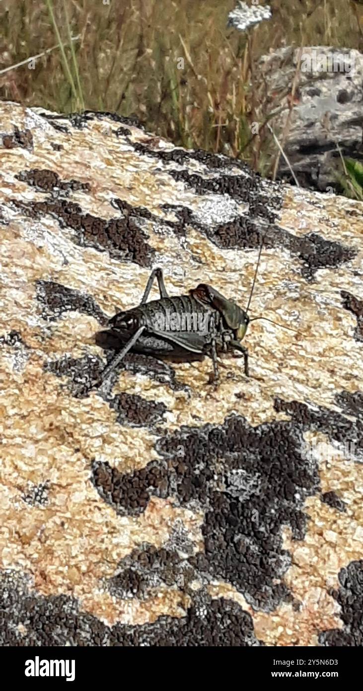 Mormon Cricket (Anabrus simplex) Insecta Stock Photo - Alamy